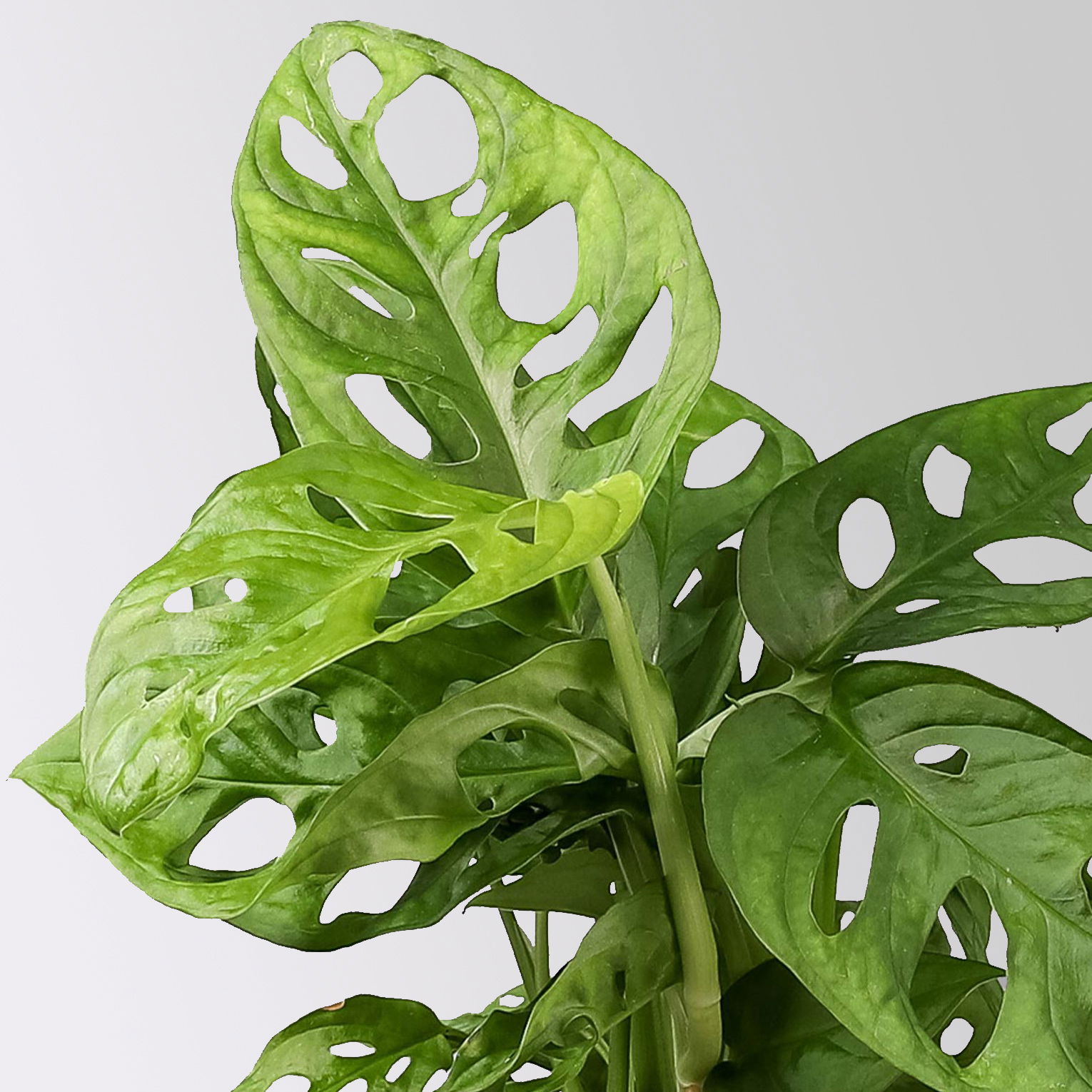 Monstera adansonii, Topf-Ø 12 cm, 2 Pflanzen kaufen | Pflanzen-Kölle