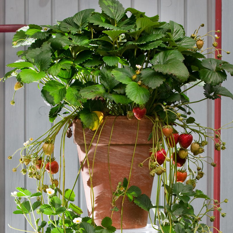 Hummi Erdbeeren bequem online bestellen | Pflanzen-Kölle Onlineshop