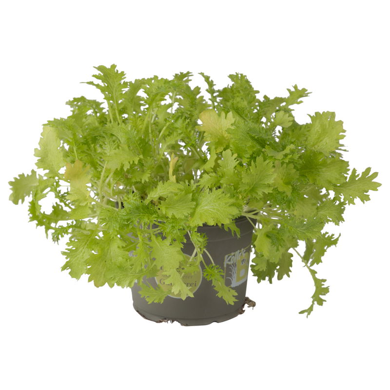Wasabino, Kölle Bio, 12cm Topf, frisch aus unserer Bio-Gärtnerei