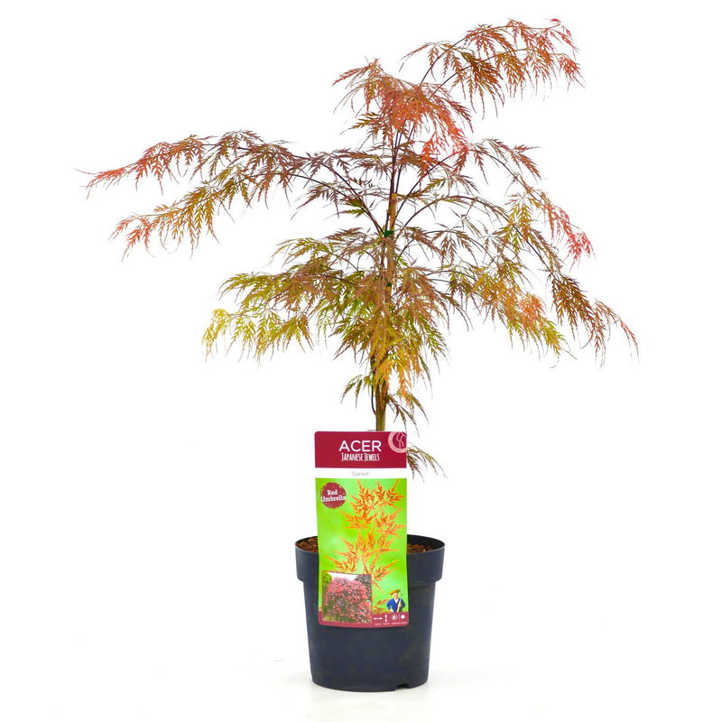Roter Schlitzahorn Kaufen