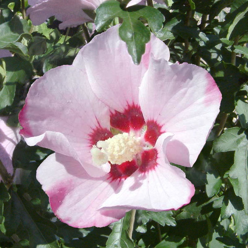Garten-Hibiskus Hibiscus syriacus 'Mathilda' online kaufen│Pflanzen-Kölle