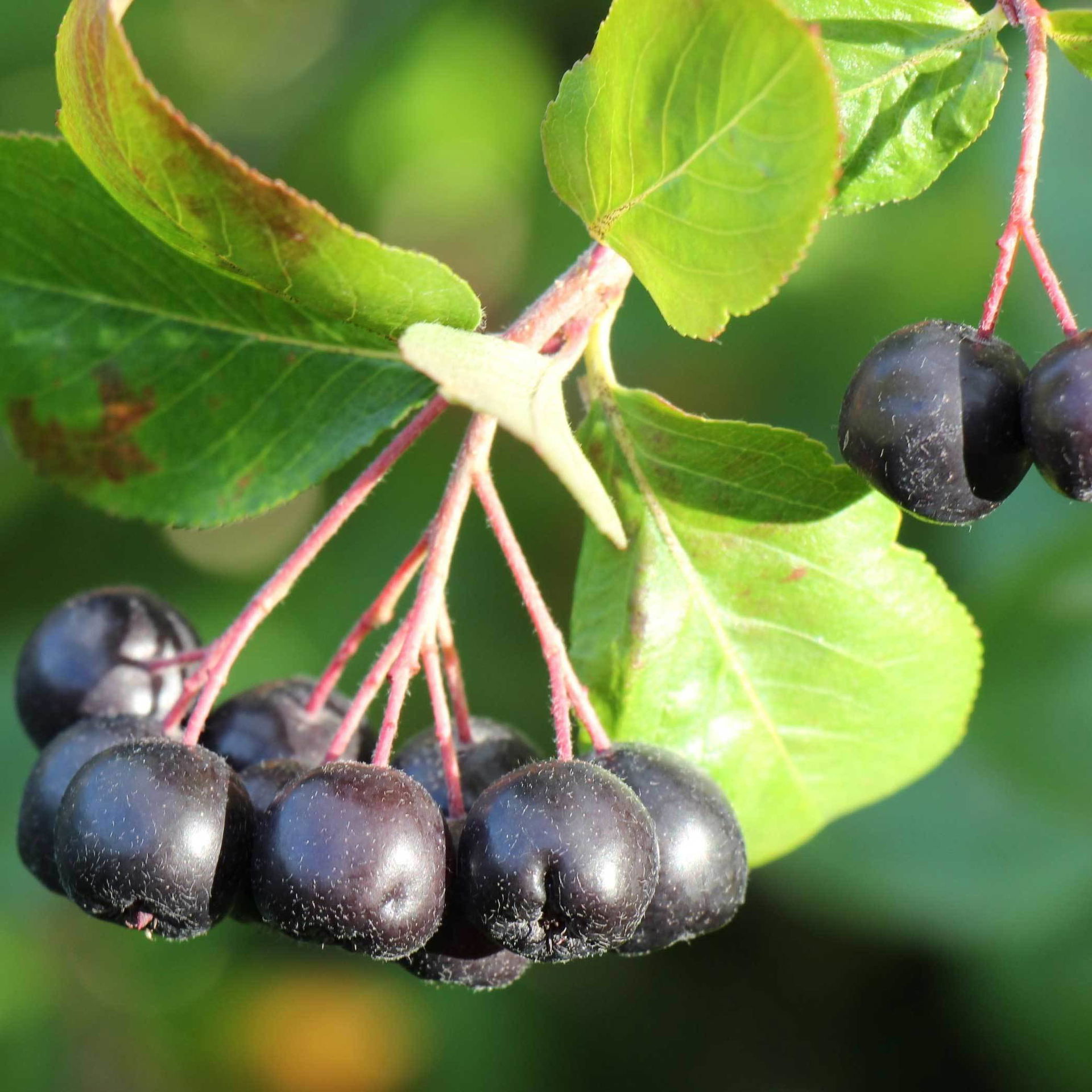 schwarze Apfelbeere, Aronia x prunifolia 'Viking' kaufen│Pflanzen-Kölle