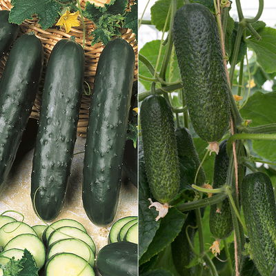 Gurkenpflanzen 'Pagira®' & 'Conito®', Topf-Ø 10,5 cm, 6er-Set kaufen