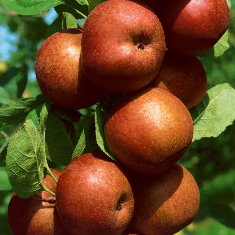 Bio Apfel 'Roter Boskoop' 10 Lt. Topf online kaufen
