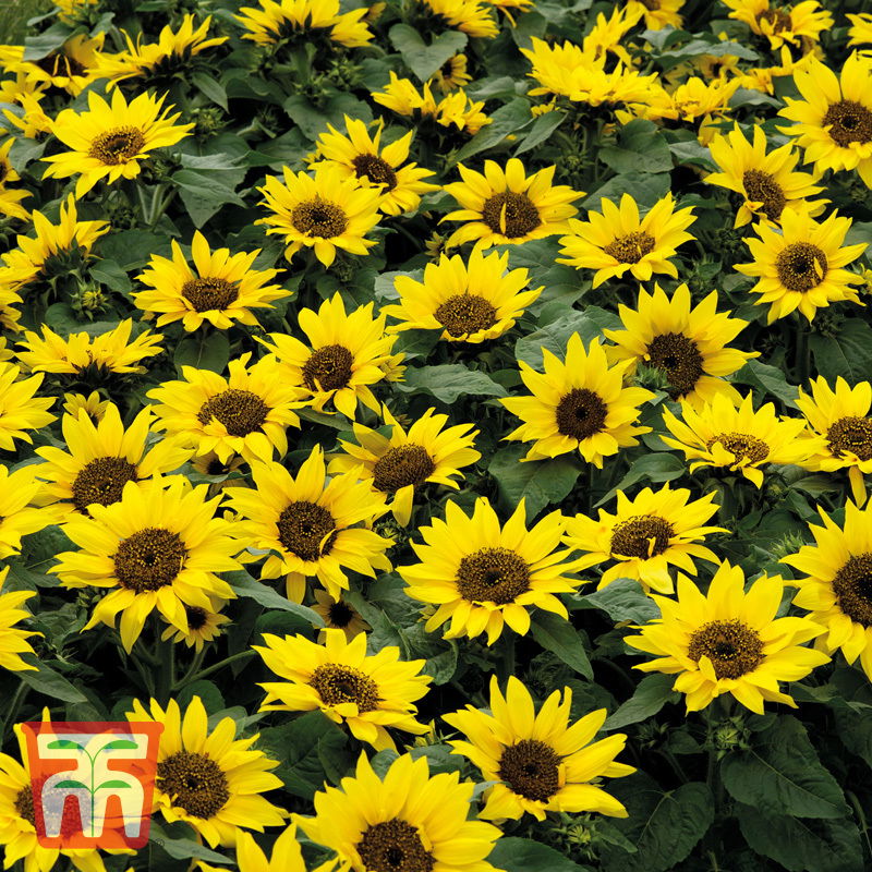 Sonnenblume 'Choco Sun' online kaufen | Pflanzen-Kölle