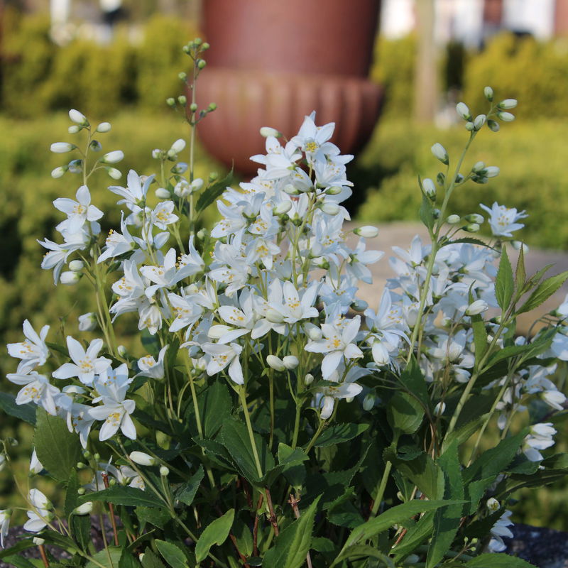 DEUTZIA 'Yuki Snowflake'® (´NCDX1´)Ⓢ PW® online kaufen | Pflanzen-Kölle