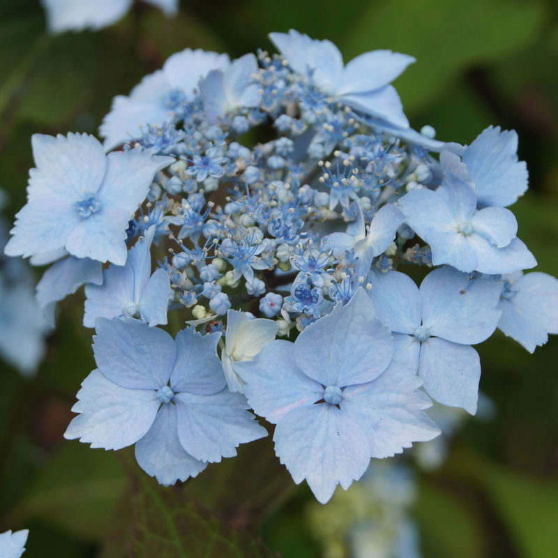 Hydrangea serrata 'Blue Deckle' online kaufen | Pflanzen-Kölle