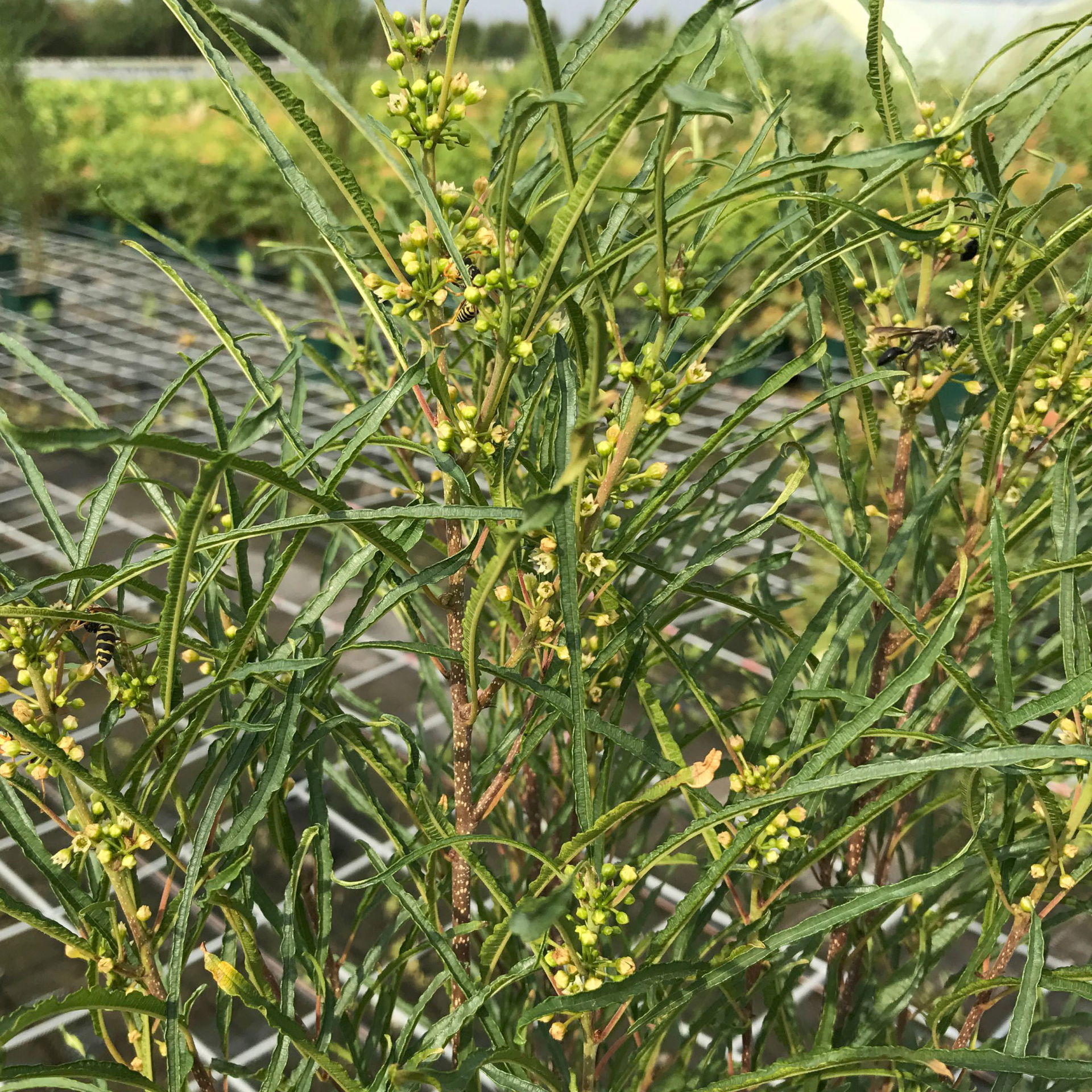 Farnblättrigen Faulbaum 'Fine Line' online kaufen | Pflanzen-Kölle