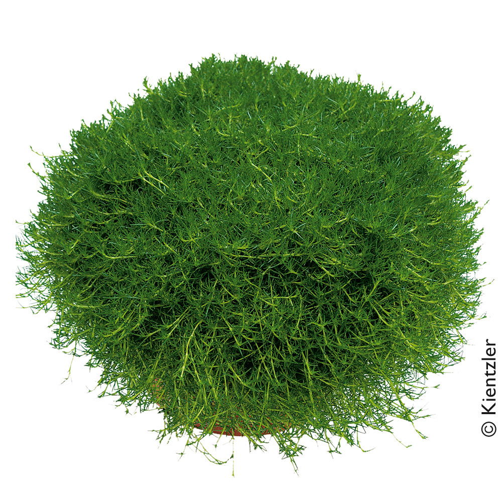 Bio Sternmoos 'Irish Moos', weiß, Topf-Ø 12 cm, 3 Pflanzen kaufen