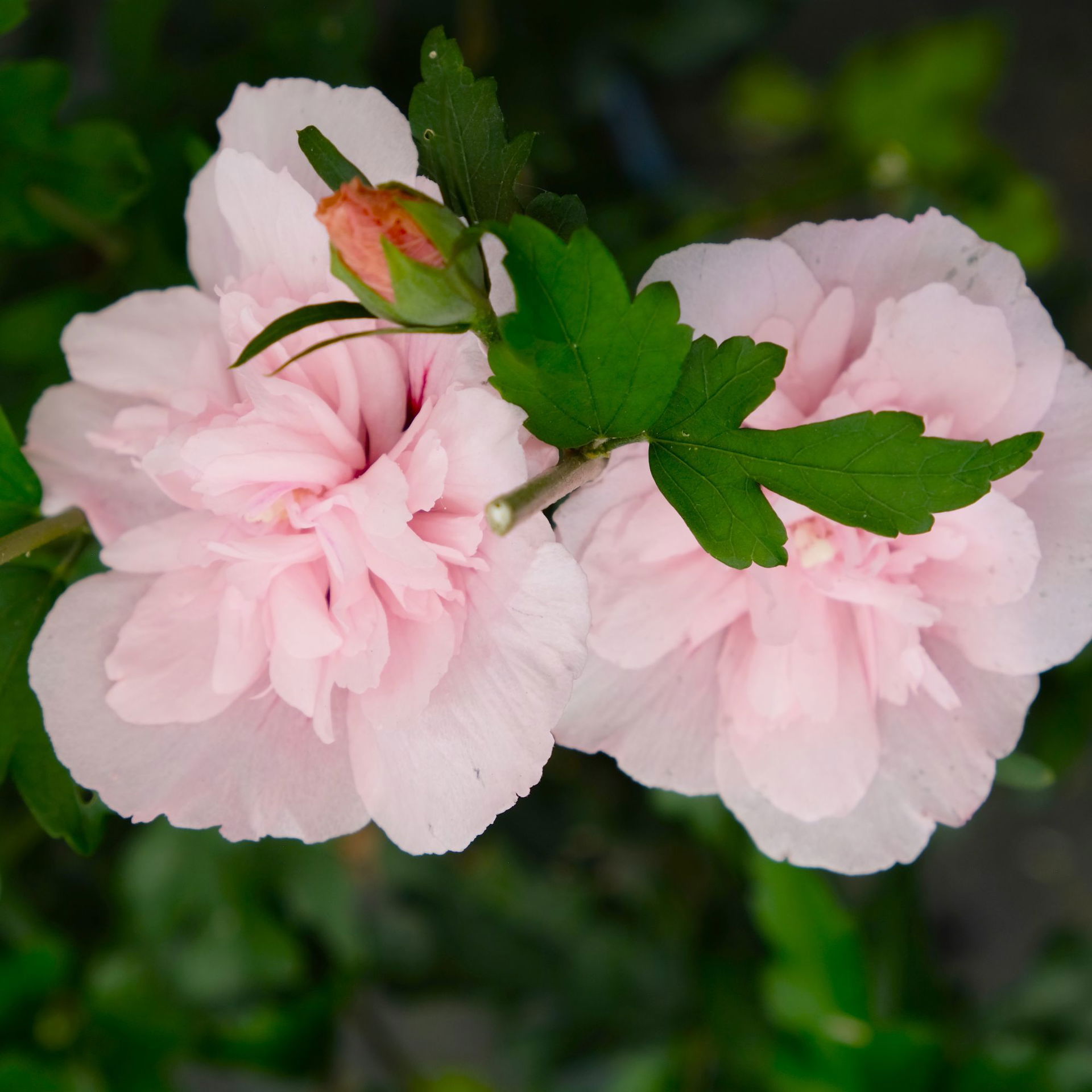 Hibiscus syriacus 'Pink Chiffon®' online kaufen│Pflanzen-Kölle