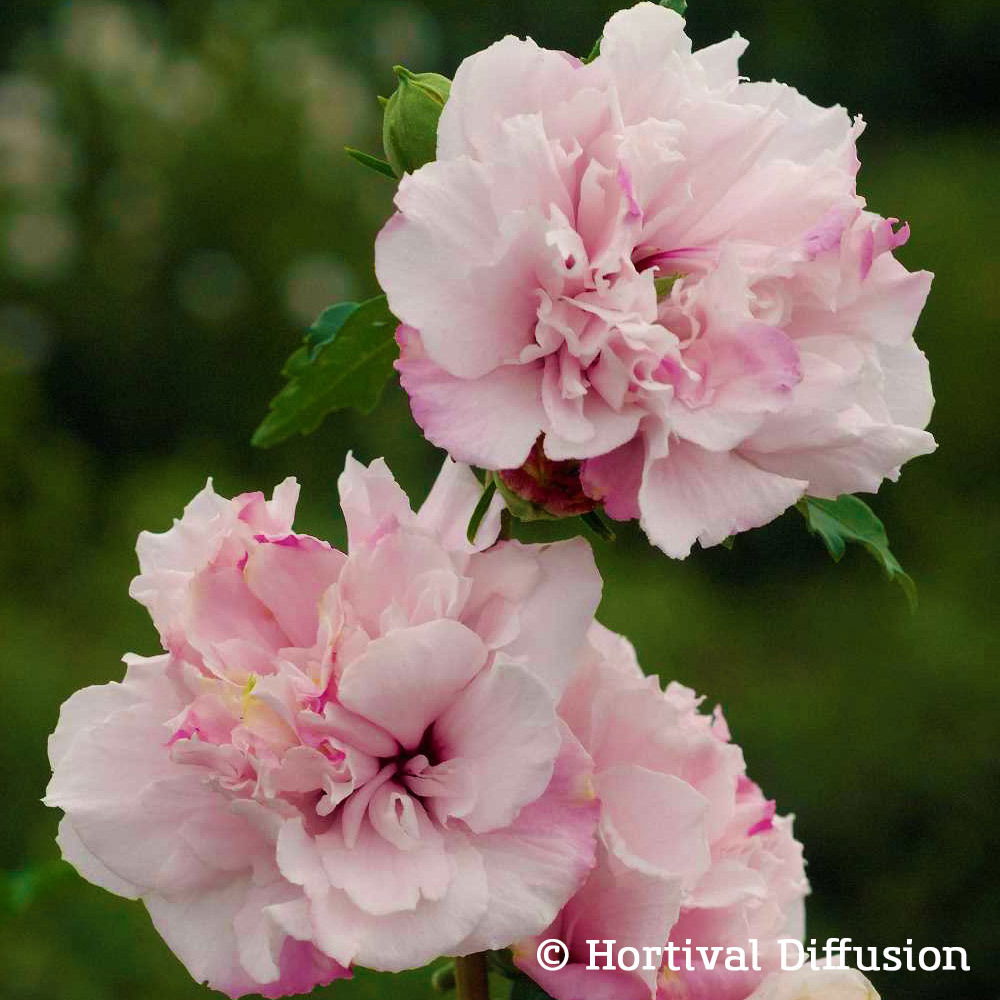 Hibiscus syriacus 'French Cabaret® Pastel' online kaufen│Pflanzen-Kölle