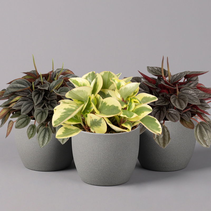 Peperomia, verschiedene Arten nach Verfügbarkeit, Topf-Ø 12 cm kaufen