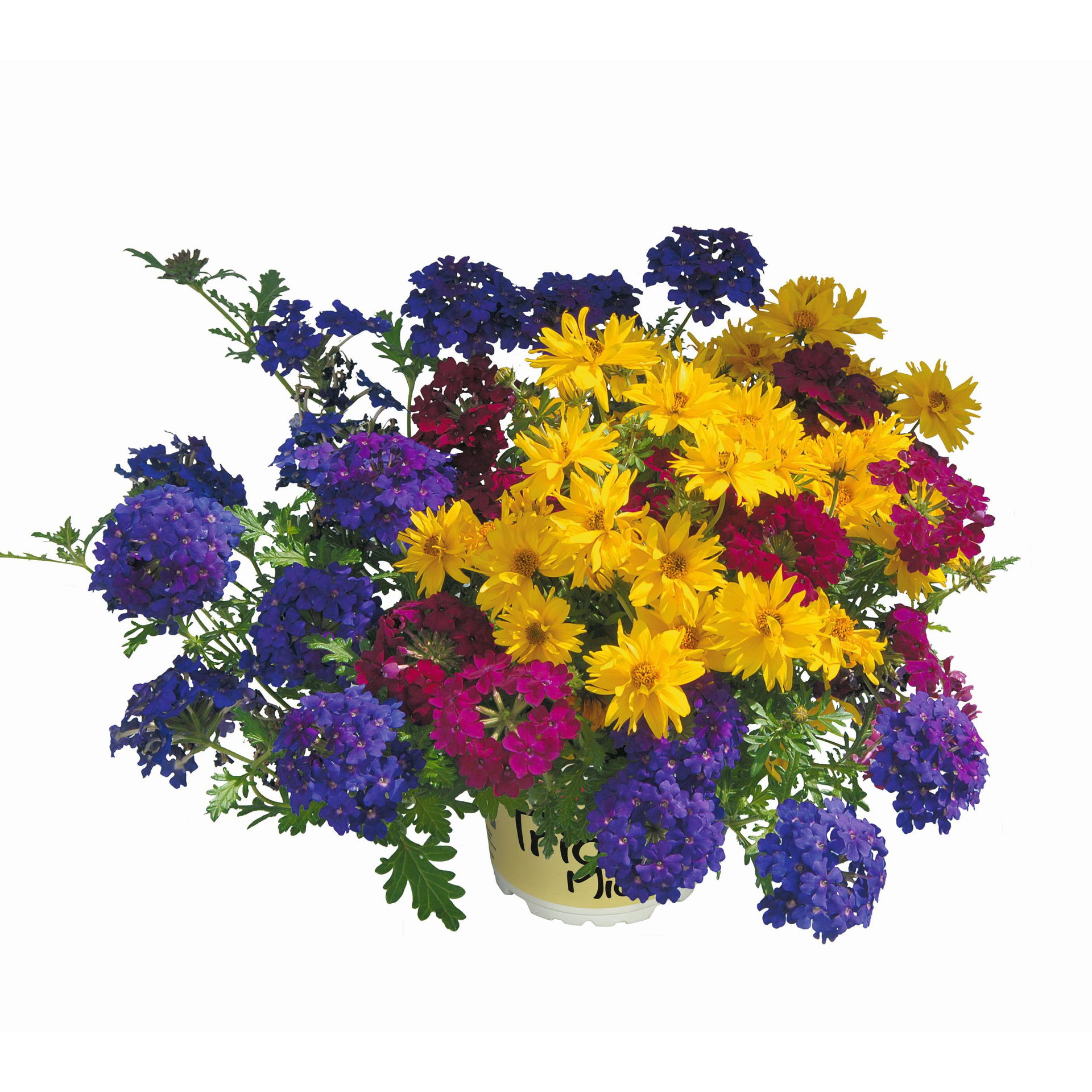 Sommerblumen Trio-Mio 'Tweety Jazz' lila-blau-gelb, Topf-Ø 12cm, 6 Pflanzen