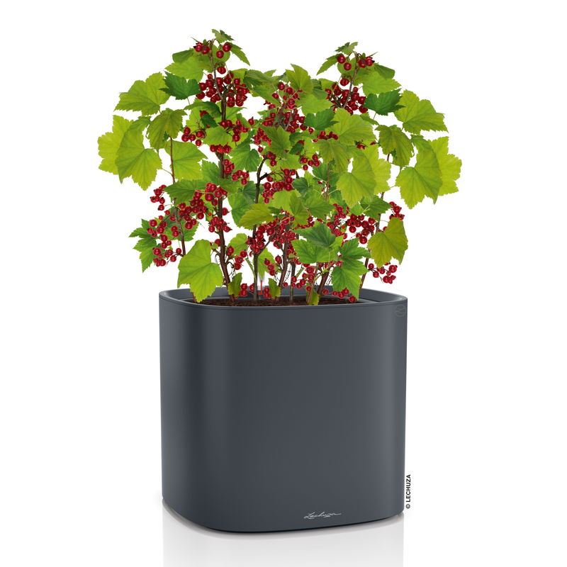 Lechuza Pila Color Planter, schiefergrau online kaufen | Pflanzen-Kölle