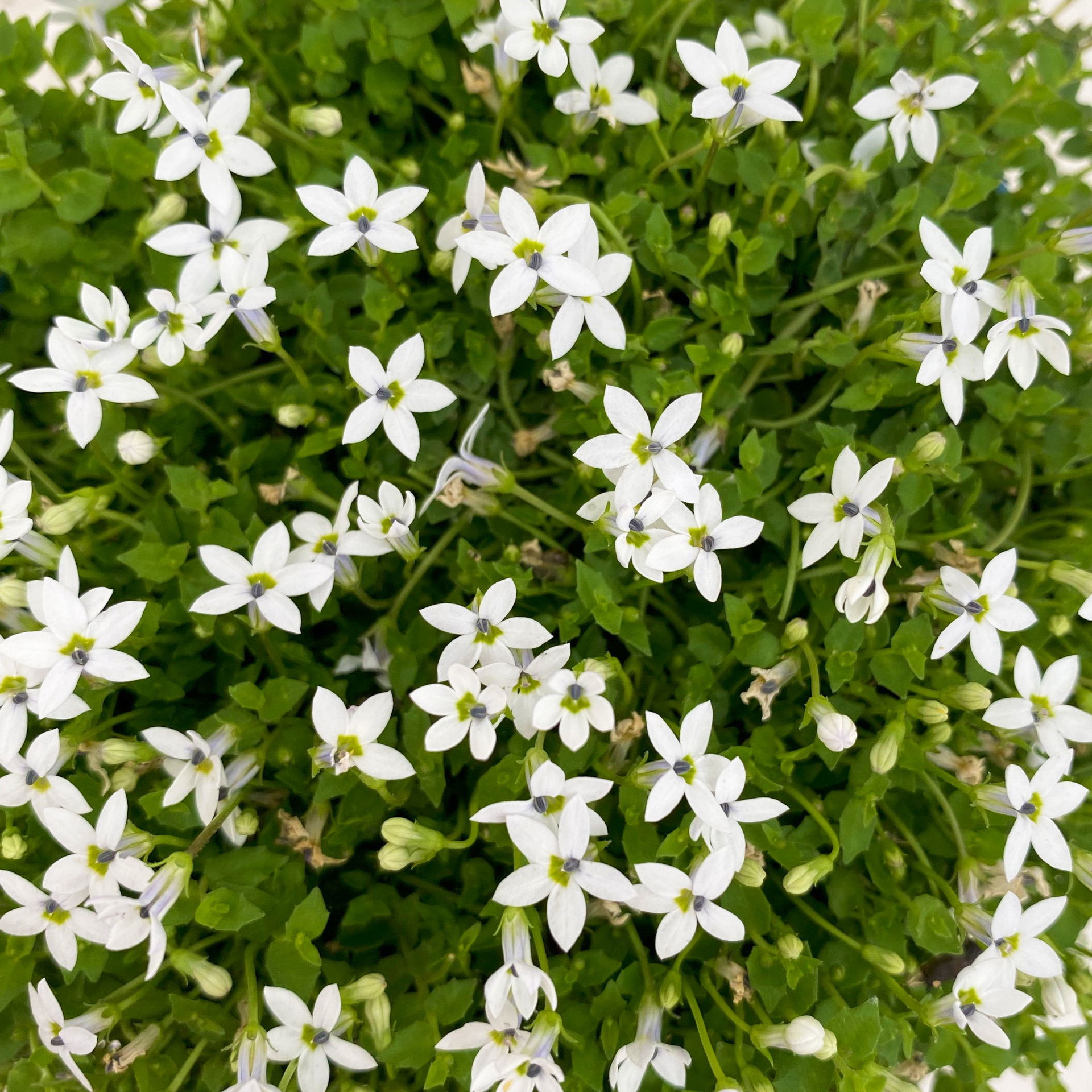 Isotoma fluviatillis weiß, Topf-Ø 12 cm, 3er-Set