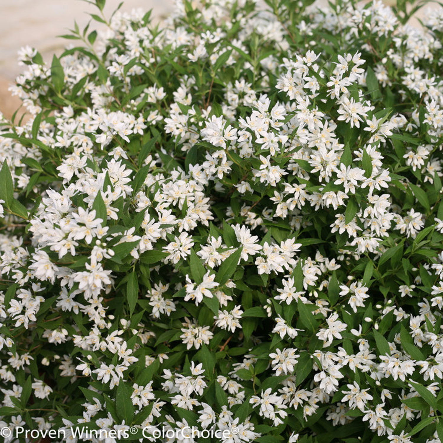DEUTZIA 'Yuki Snowflake'® (´NCDX1´)Ⓢ PW® online kaufen | Pflanzen-Kölle