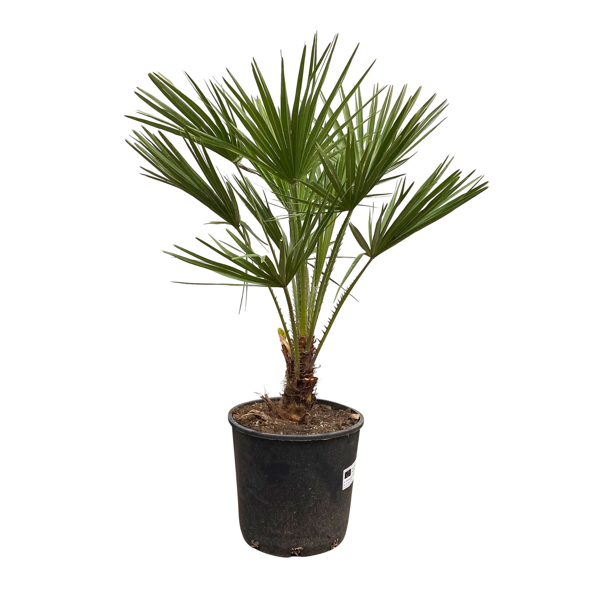 Chamaerops humilis, Topf-Ø 22 cm, Höhe ca. 70 cm kaufen | Pflanzen-Kölle