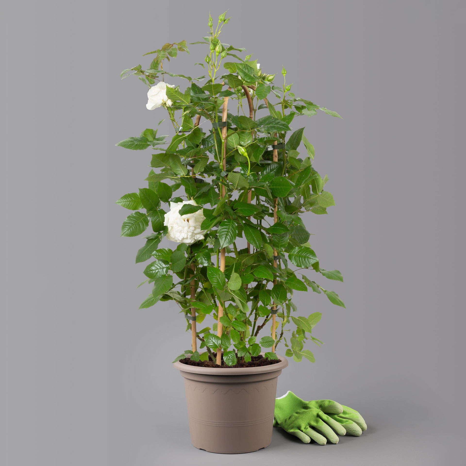 Duftende Beetrose 'Die Rose Ihrer Majestät'® (Beainesza), Topf 7,5 Liter