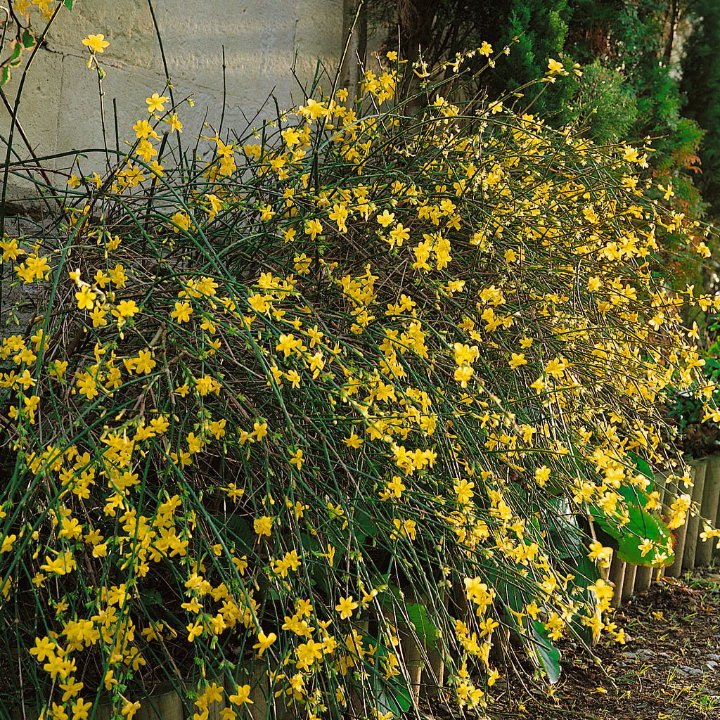 Fabelhafte Winterjasmin Im Kã¼bel Bild
