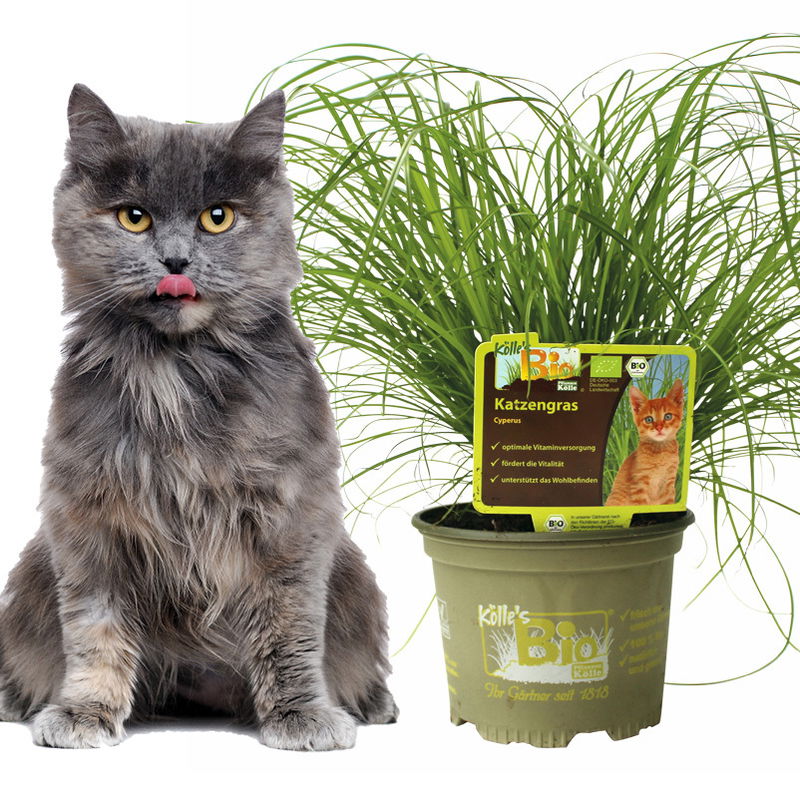 Bio Katzengras, Topf-Ø 12 cm, 3 Pflanzen online kaufen │ Pflanzen-Kölle