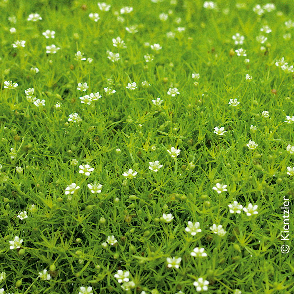 Bio Sternmoos, weiß, Topf-Ø 12 cm, online kaufen | Pflanzen Kölle