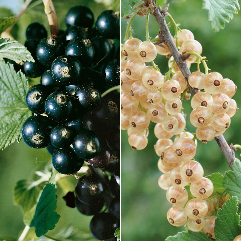 Johannisbeere 'weiße Versailler' & 'Titania' kaufen | Pflanzen-Kölle