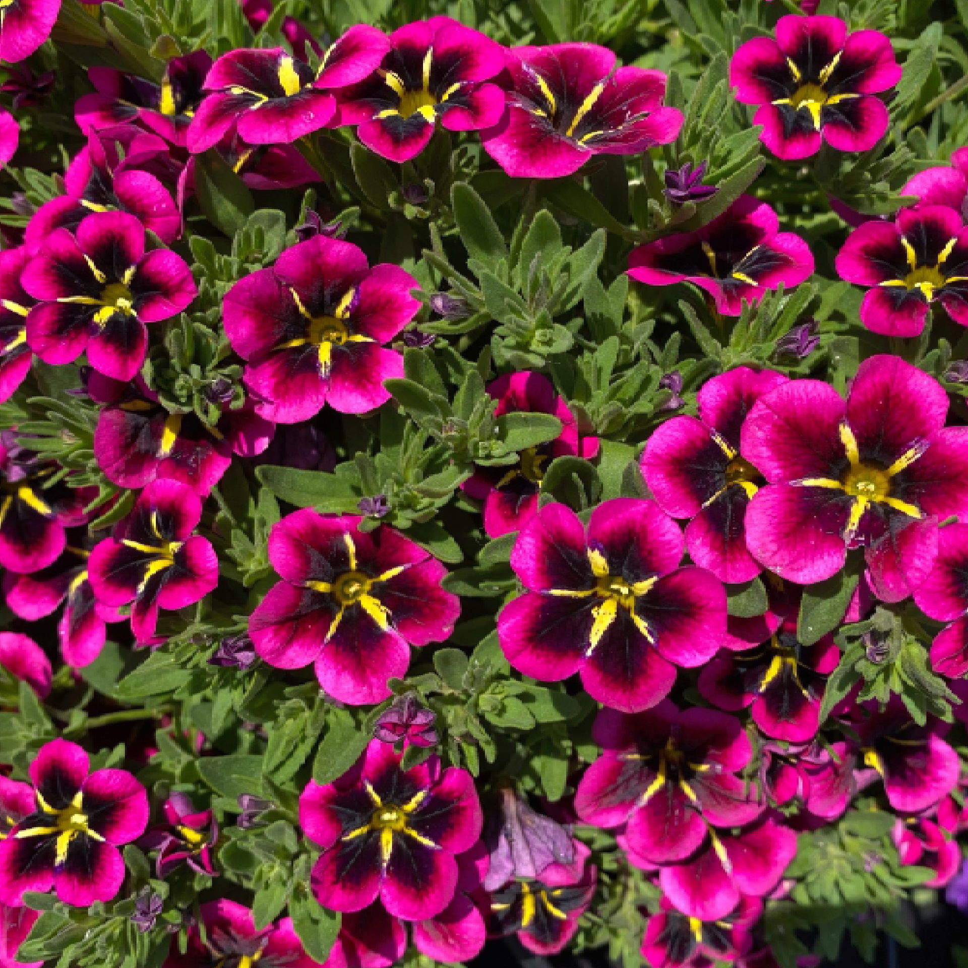 Zauberglöckchen 'Good Night Kiss' pink, Ampeltopf-Ø 27 cm kaufen