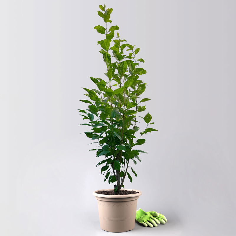 Säulenmirabelle 'Ruby' online kaufen | Pflanzen-Kölle