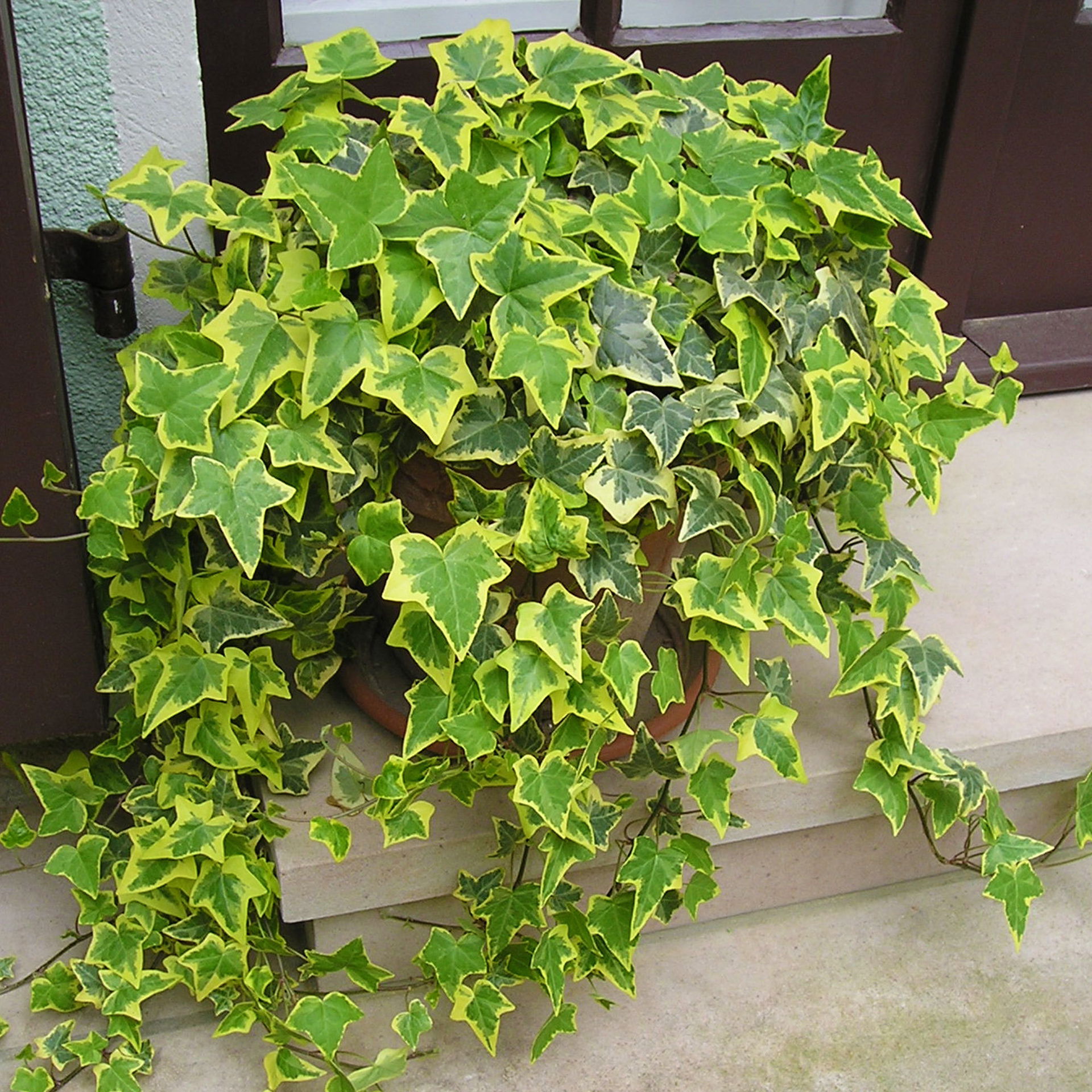 Efeu 'Gold Child' gelbgrün, Topf-Ø 9 cm, 12er-Set kaufen