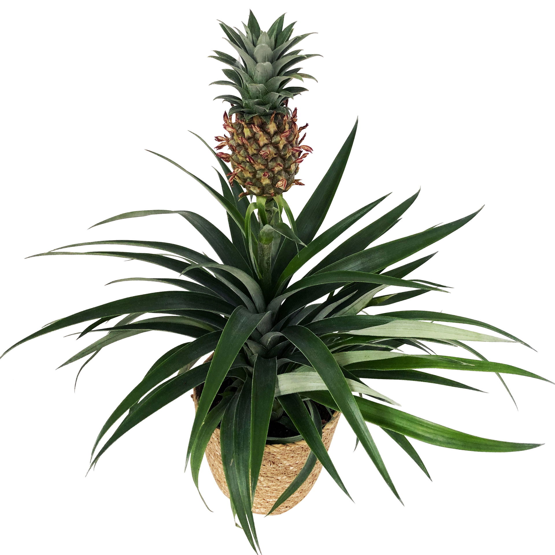 Zier-Ananas 'Amigo', grün, Topf-Ø 12 cm, mit Korb Maki online kaufen