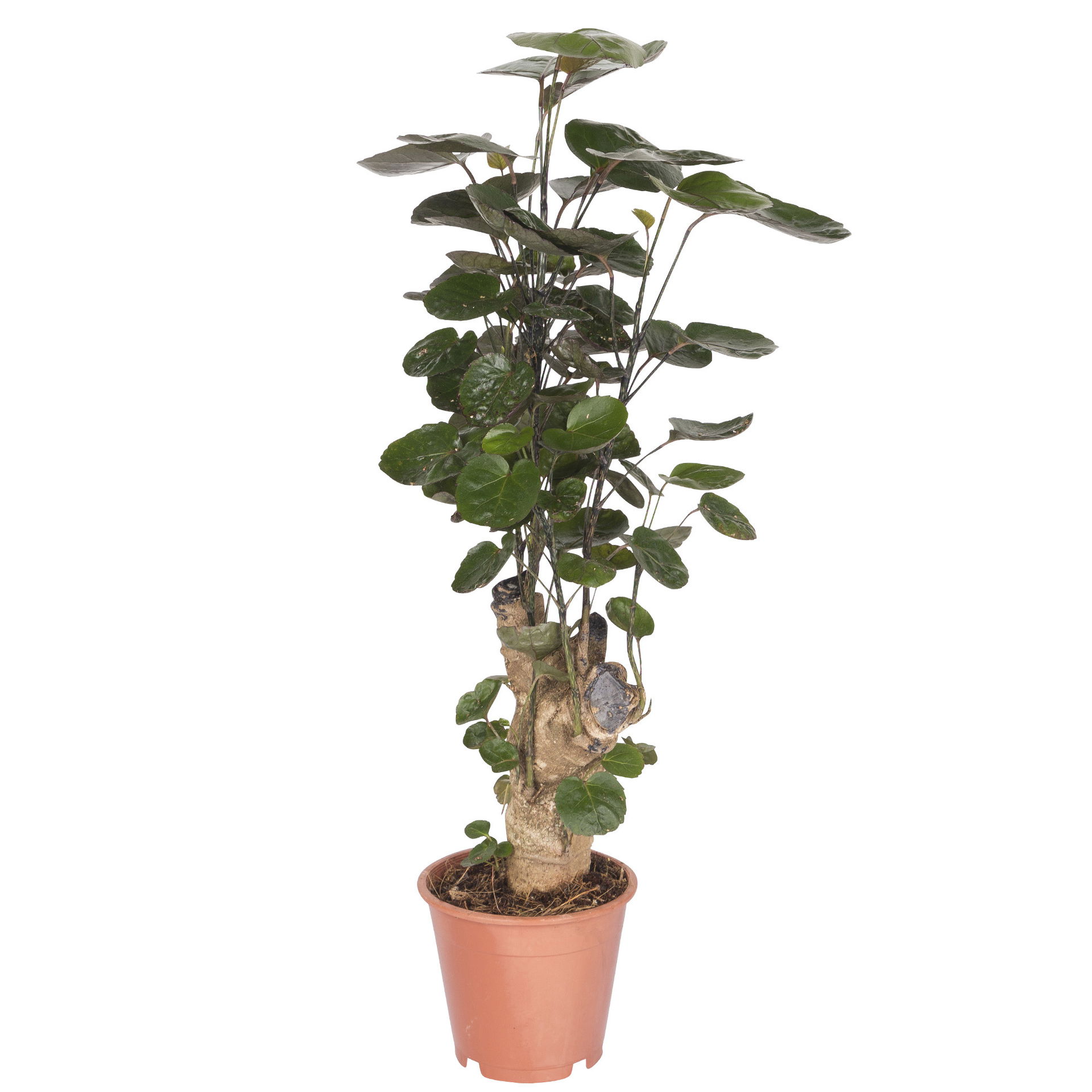 Polyscias 'Fabian', Topf-Ø 12 cm online kaufen | Pflanzen-Kölle