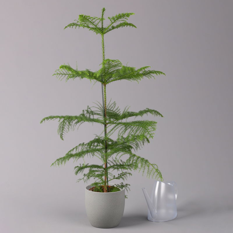 Zimmertanne, Topf-Ø 21 cm, Höhe ca. 90 cm kaufen | Pflanzen-Kölle