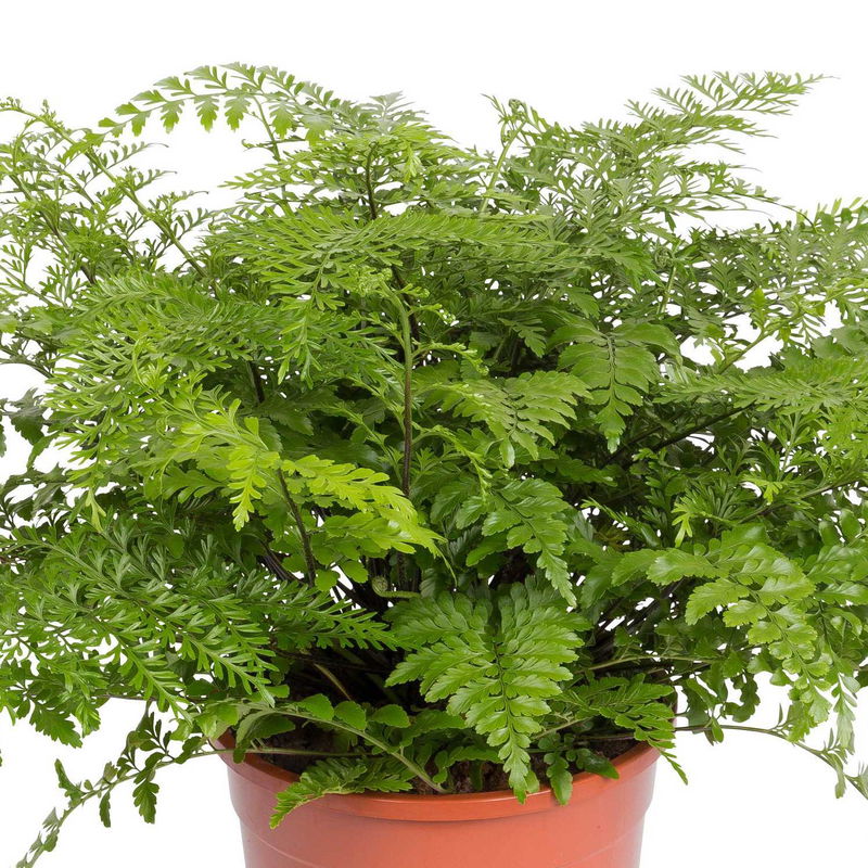 Asplenium 'Parvati', Topf-Ø 23 cm, Höhe ca. 50 cm kaufen | Pflanzen-Kölle