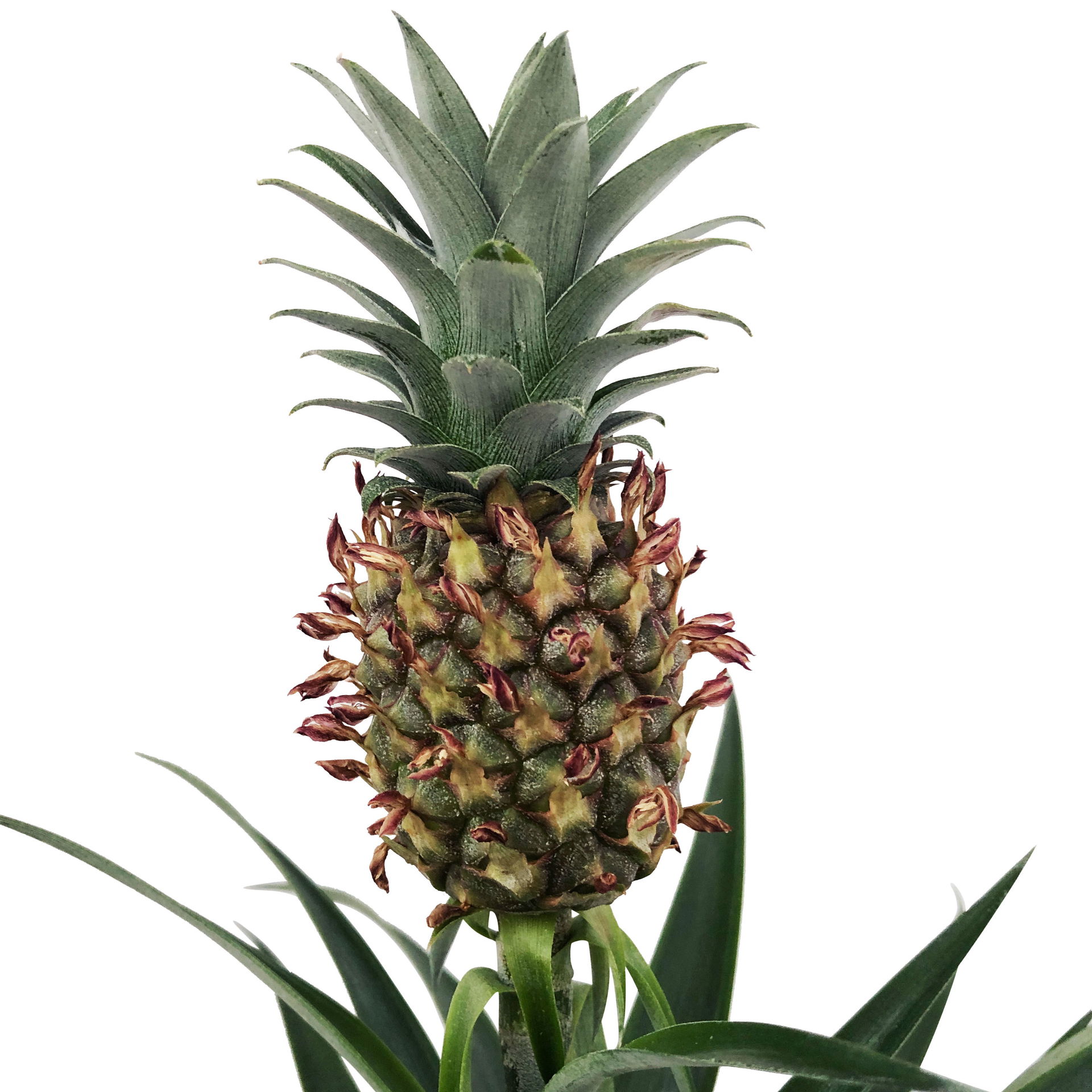 Zierananas 'Amigo', grün, Topf-Ø 12 cm, mit Korb Maki online kaufen