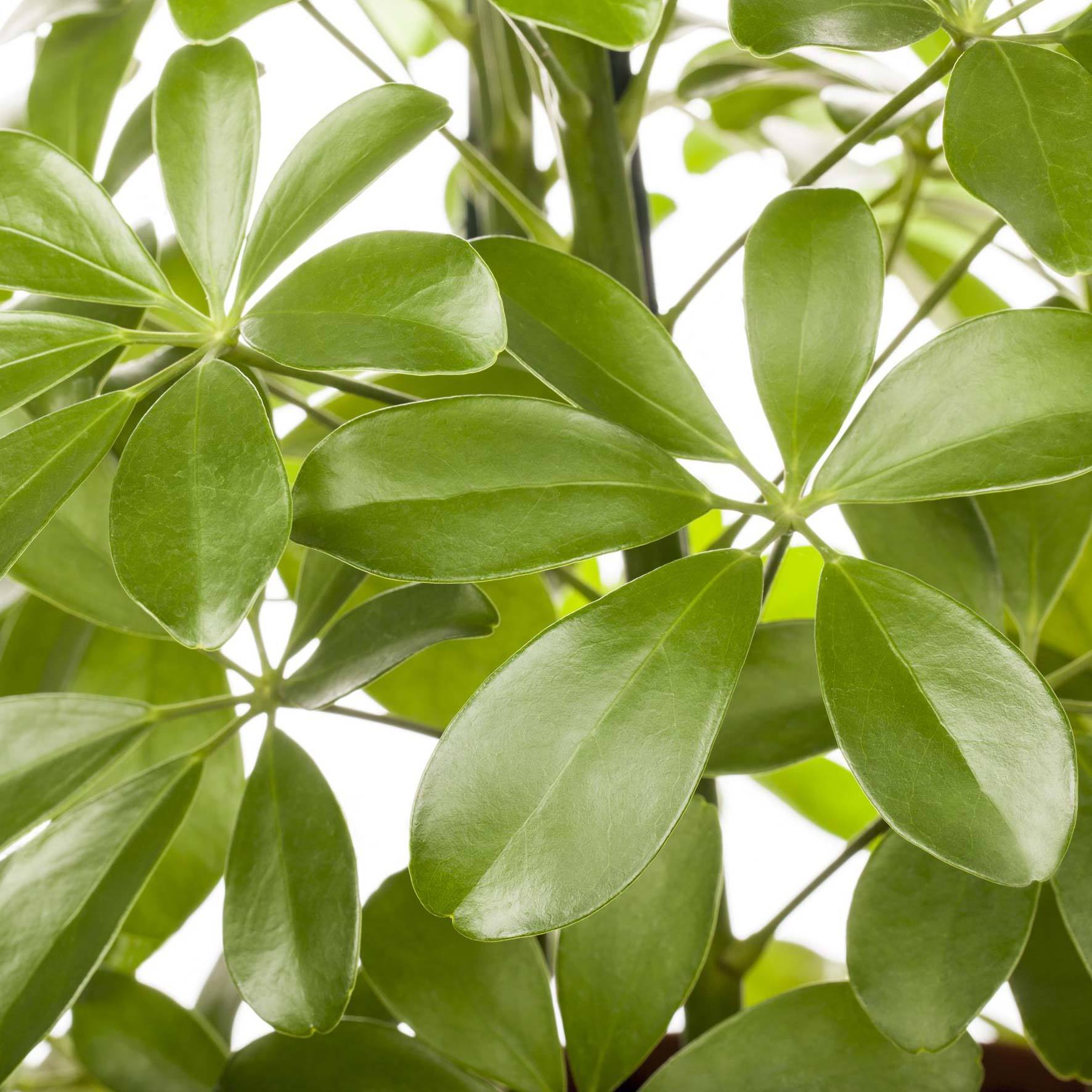 Schefflera arboricola 'Nora', 3er Tuff, Topf-Ø 21 cm kaufen