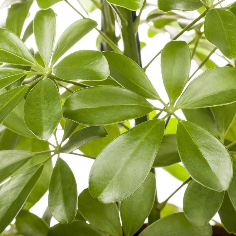 Schefflera arboricola 'Nora', 3er Tuff, Topf-Ø 21 cm kaufen