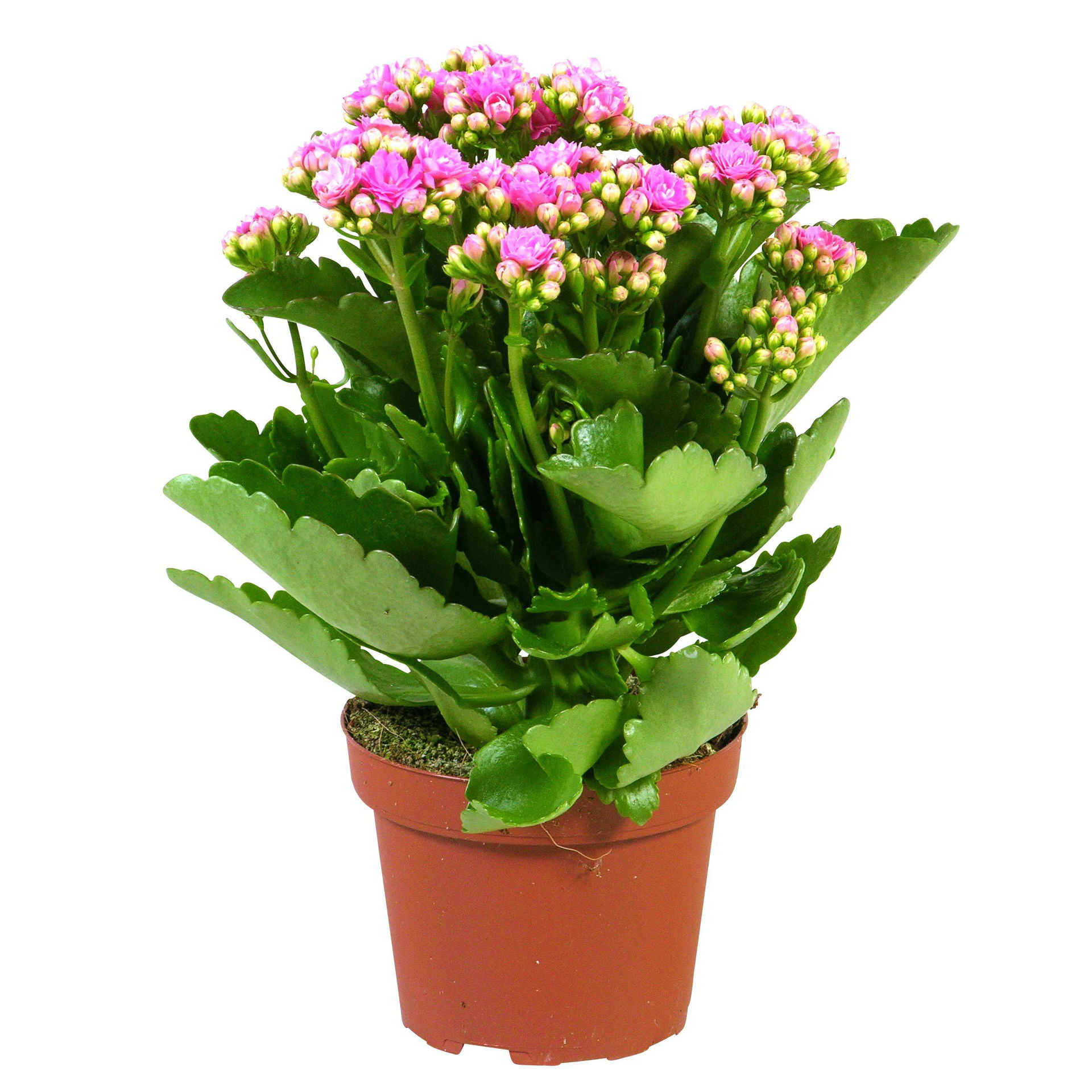 Kalanchoe 'Calandiva'®, rosa, Topf-Ø 12 cm, 6er-Set kaufen