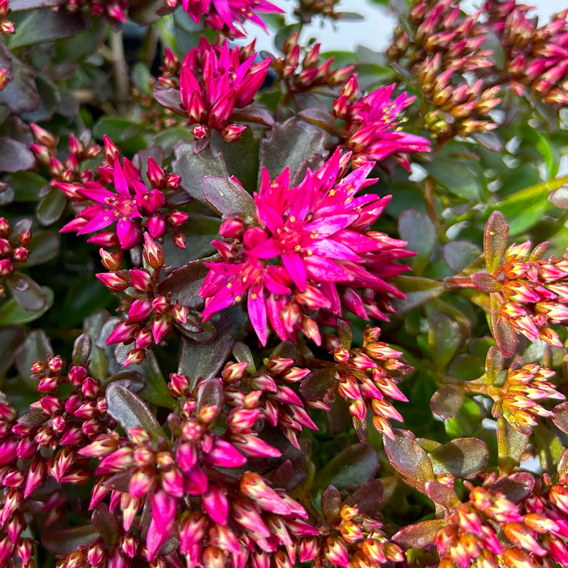 Sedum spurium 'Spot on® Deep Rose', dunkelrosa, Topf-Ø 9 cm, 3er-Set kaufen