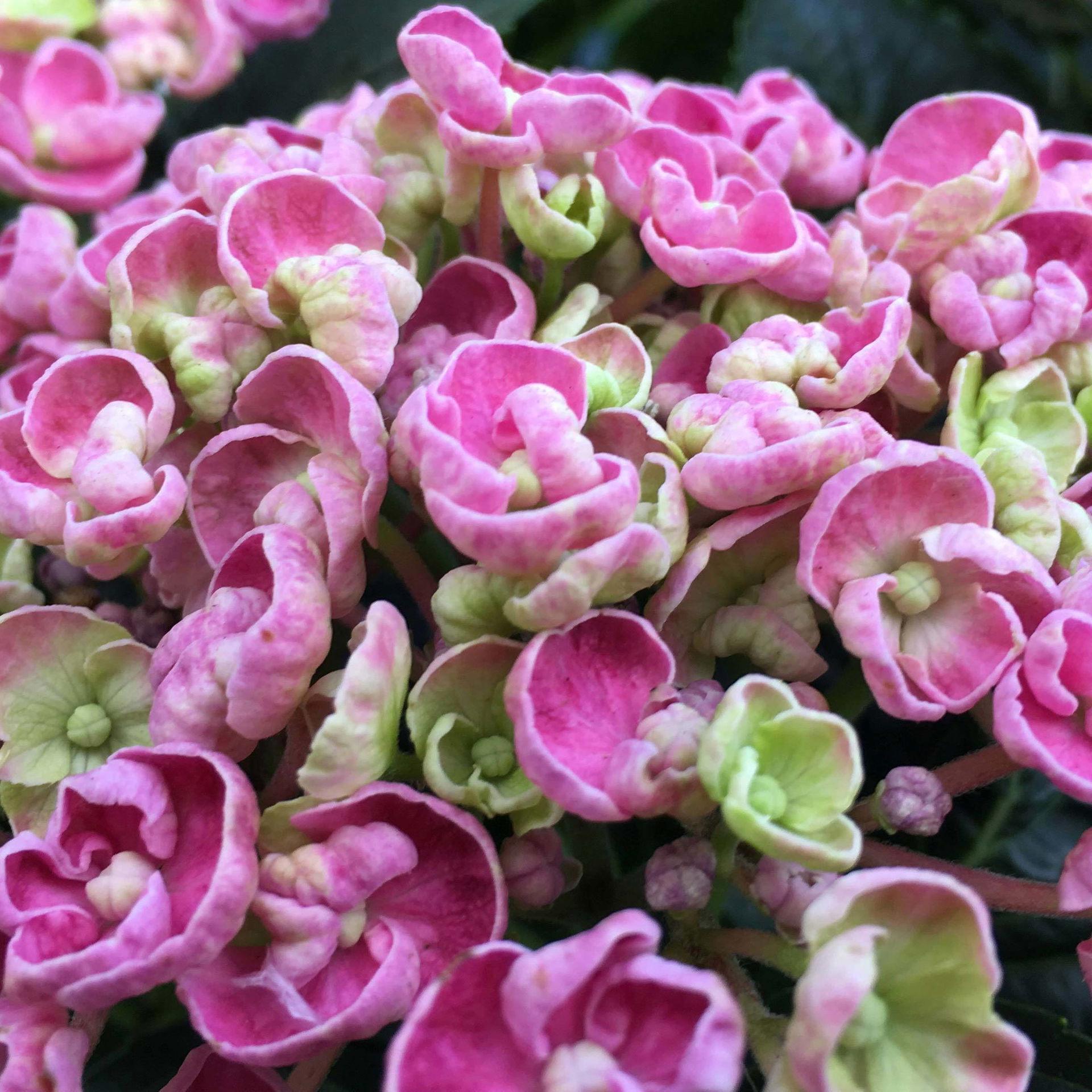Hydrangea macrophylla 'Curly Wurly®' Rosa bei Pflanzen-Kölle kaufen