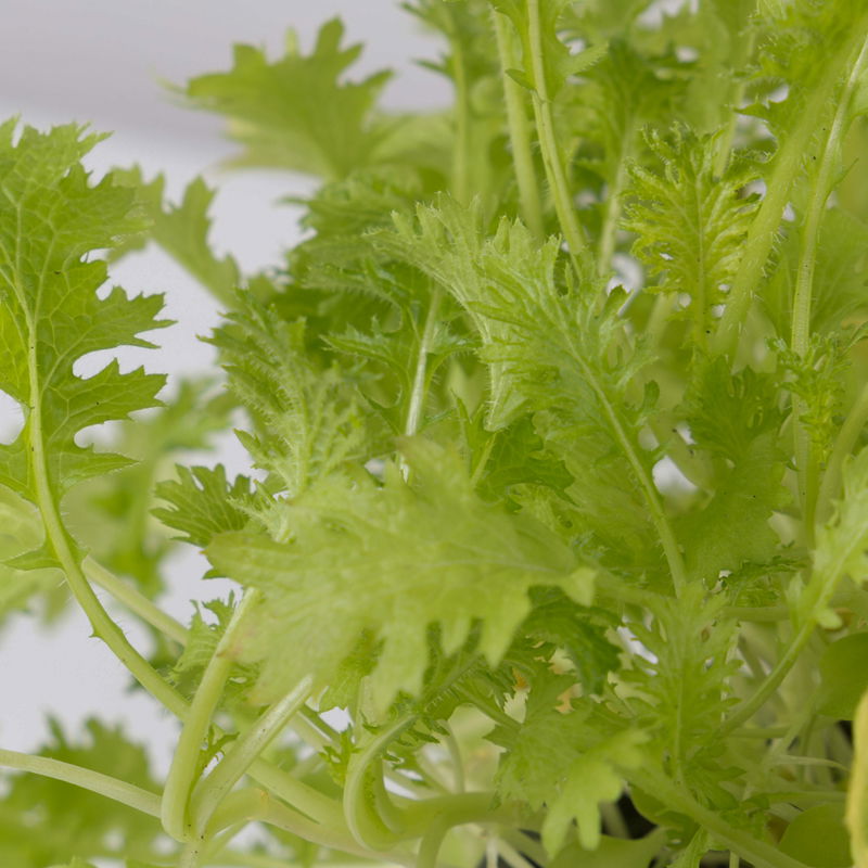 Wasabino, Kölle Bio, 12cm Topf, frisch aus unserer Bio-Gärtnerei