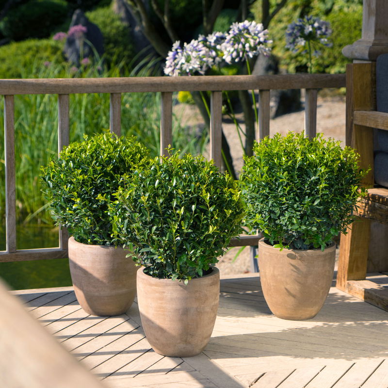 Ilex maximowicziana 'Impala®' Kugel online kaufen | Pflanzen-Kölle