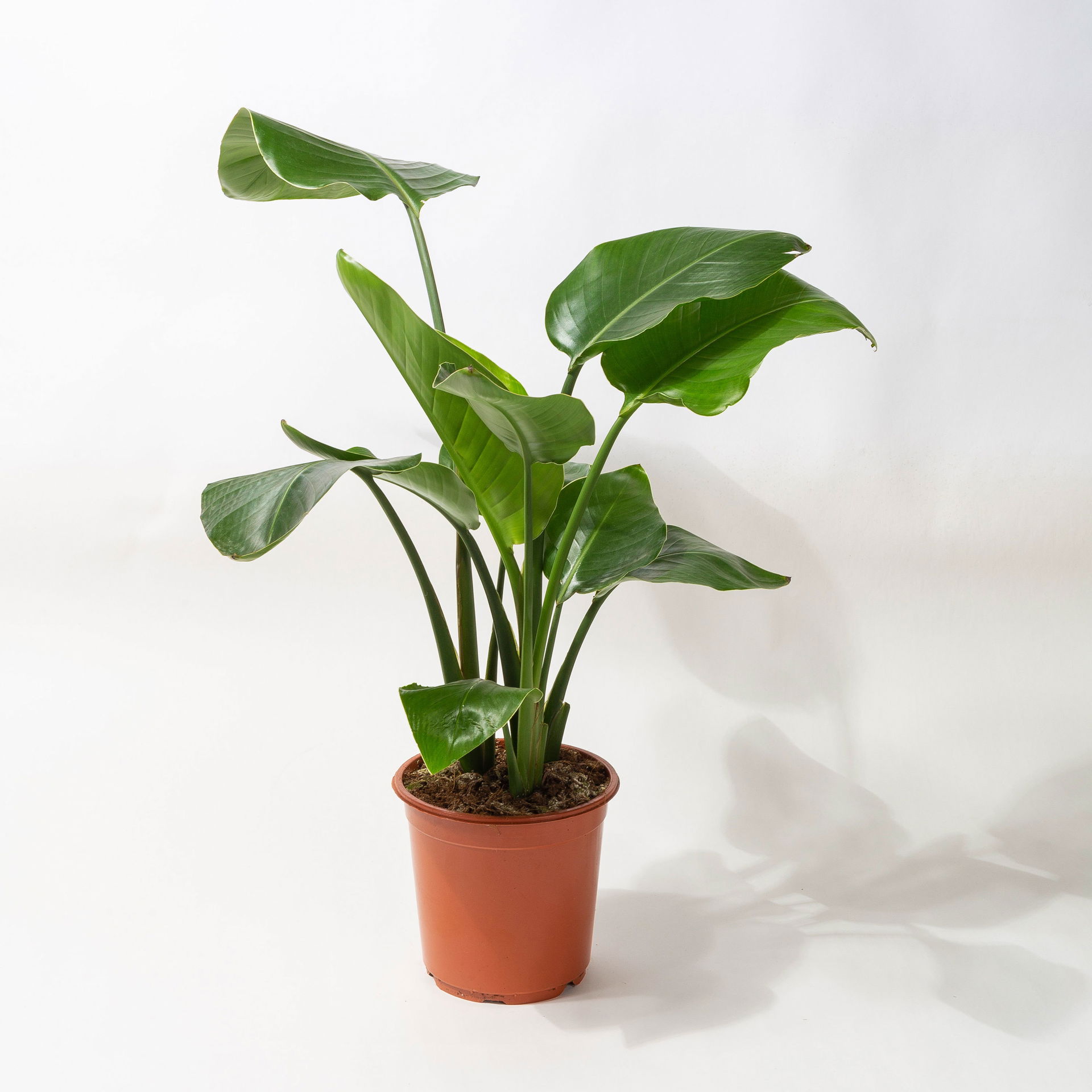 Strelitzia nicolai, Topf-Ø 21 cm, Höhe ca. 70-100 cm online kaufen