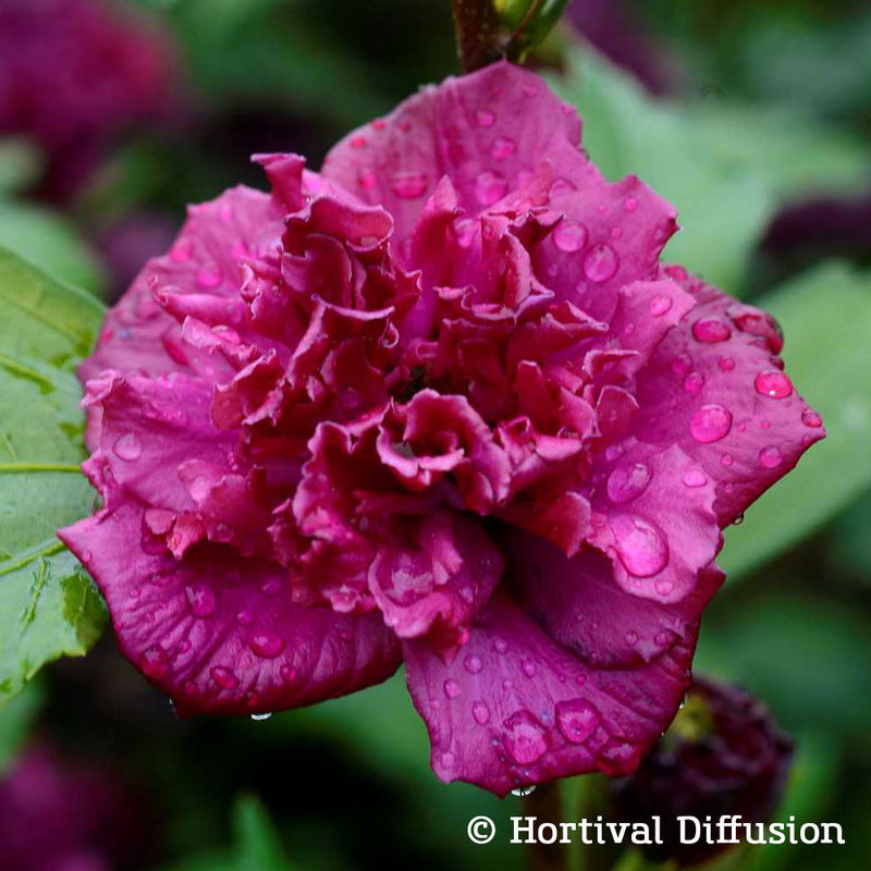 Hibiscus Syriacus French Cabaret® Red Online Kaufen│pflanzen Kölle