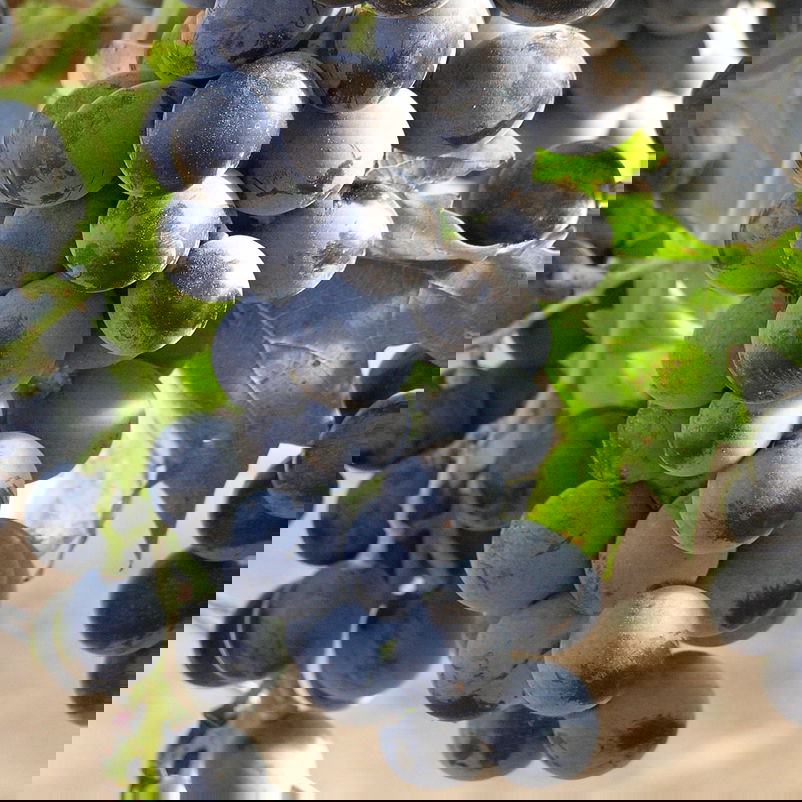 Tafeltraube blau jetzt online erhältlich | Pflanzen-Kölle