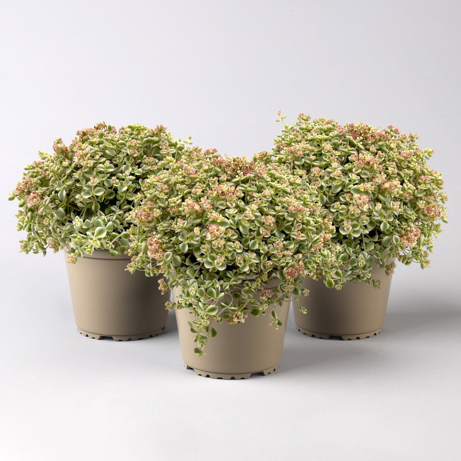 Sedum Pellucida Little Missy Rosa Topf 12 Cm 3er Set Kaufen Sedum Pellucida Little Missy Rosa Topf 12 Cm 3er Set Kaufen