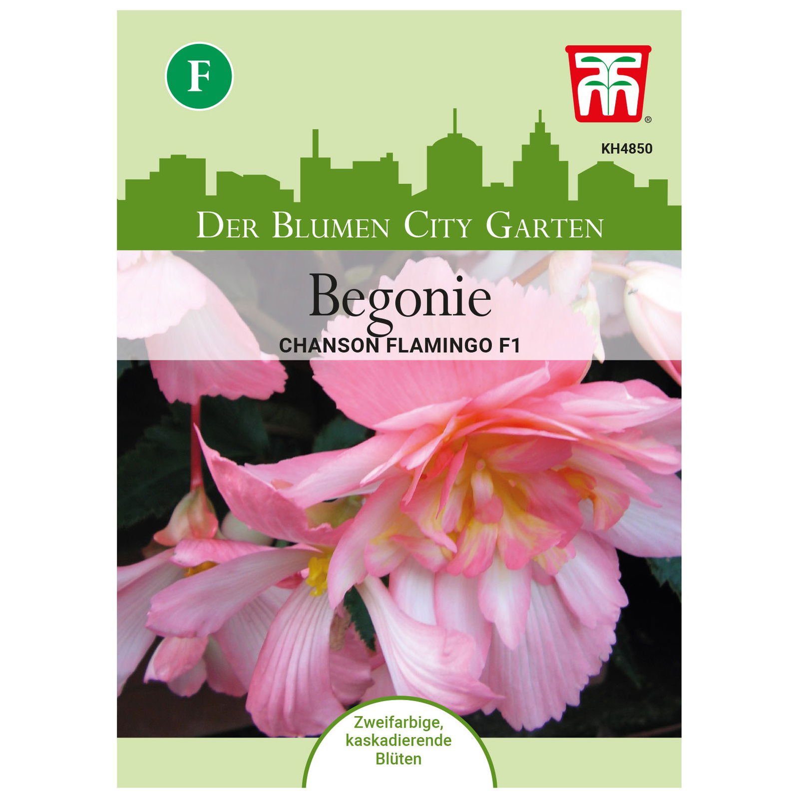 Begonie 'Chanson Flamingo', Saatgut online kaufen | Pflanzen-Kölle