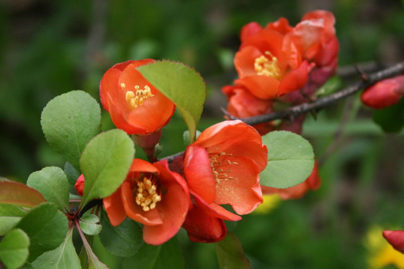 100 Kostenlose Quitte Blüte _ Quitte Blüte – AVKIU