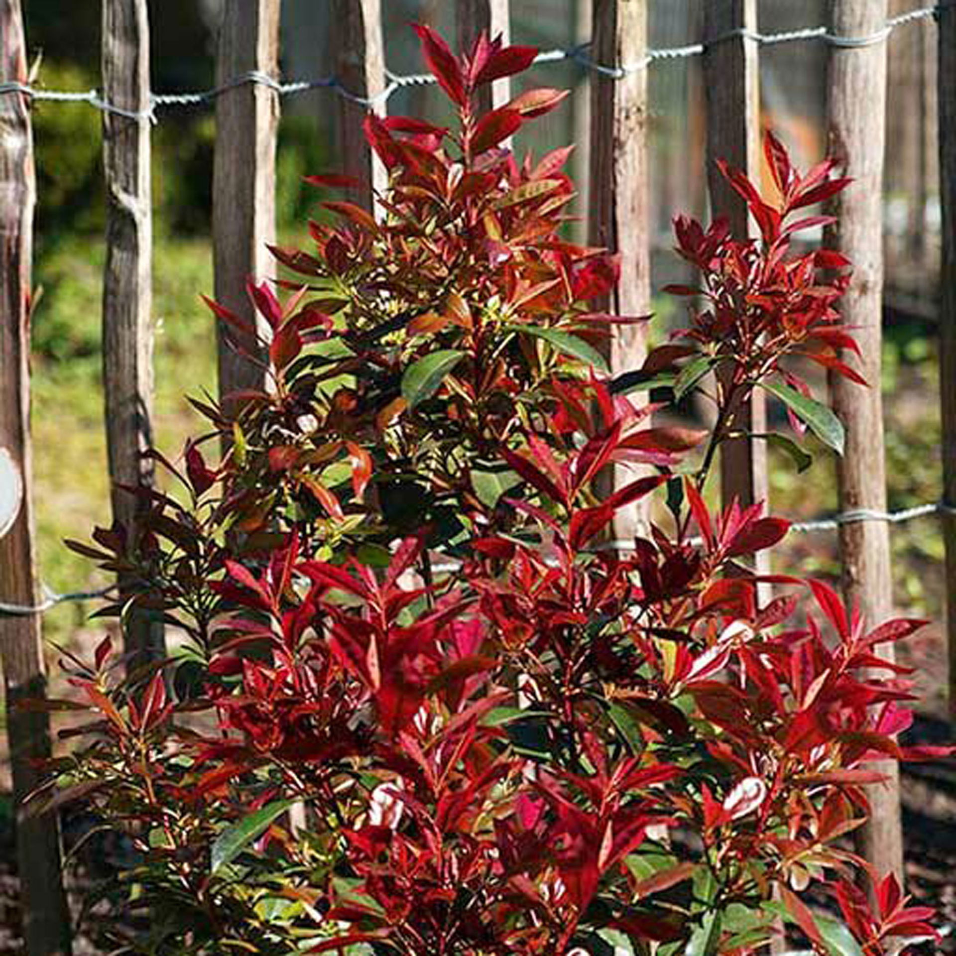 Photinia Devils Dream