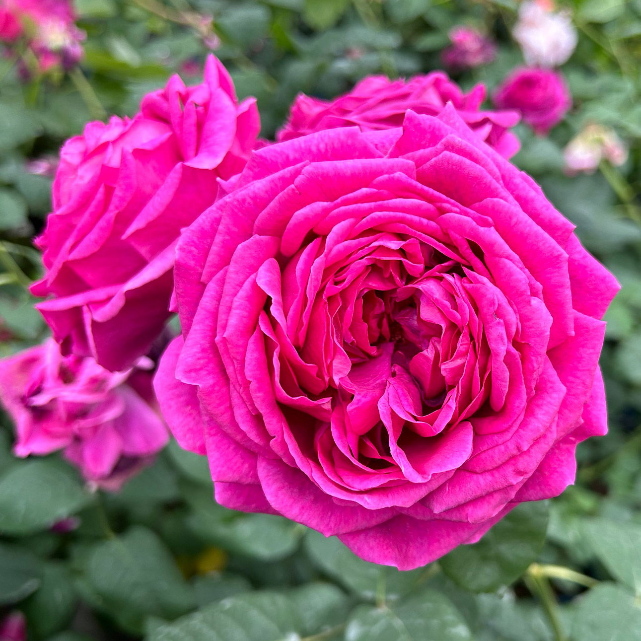 Edelrose Laudatio, Topf 5 Liter online erhältlich | Pflanzen-Kölle