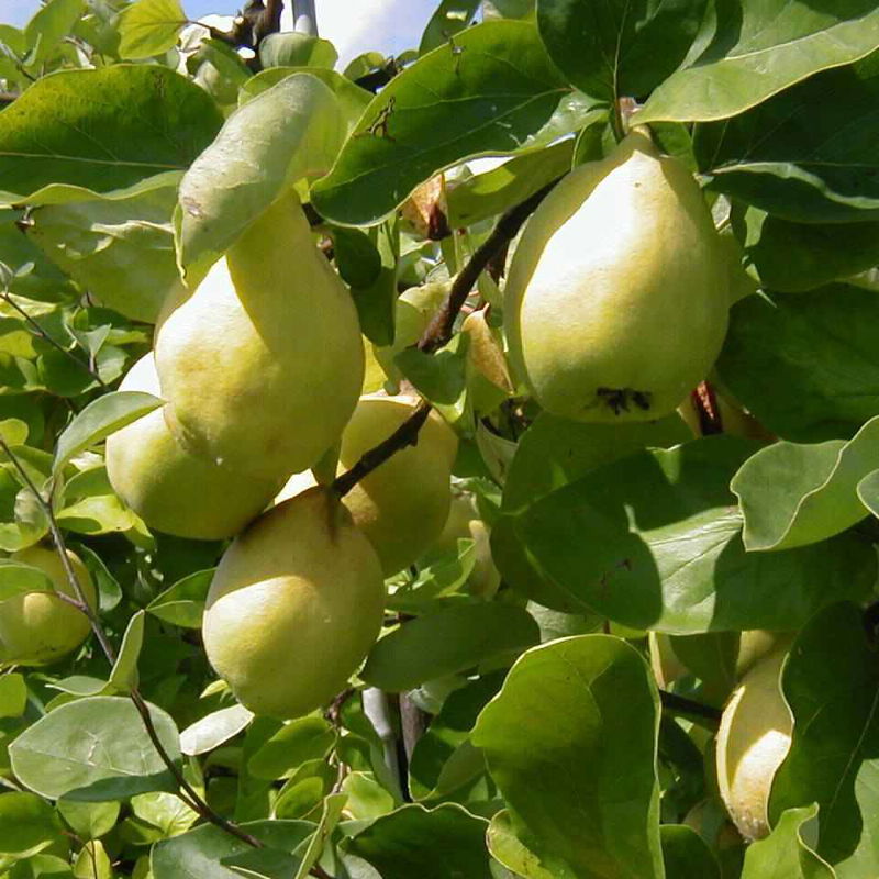 Bio Birnenquitte 'Cydora Robusta'Ⓢ online kaufen | Pflanzen-Kölle